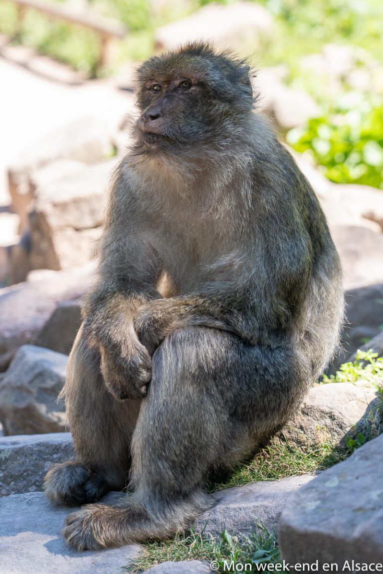 Besuch des Affenbergs 🐒.